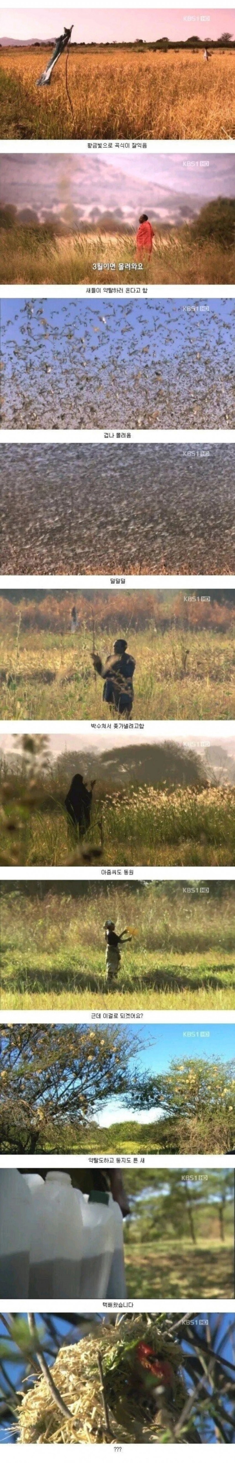 잇싸 새쫓는 방법