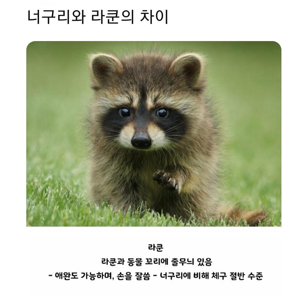잇싸 - 라쿤과 너구리의 차이점