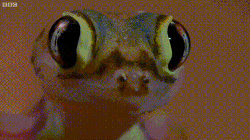 잇싸 - 한번쯤 볼만한 동물 움짤들.gif